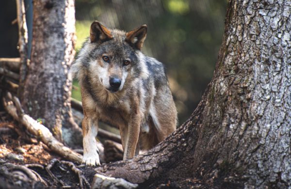 Le Parc Alpha, la sauvegarde des espèces – La Gazette, Magazine De ...